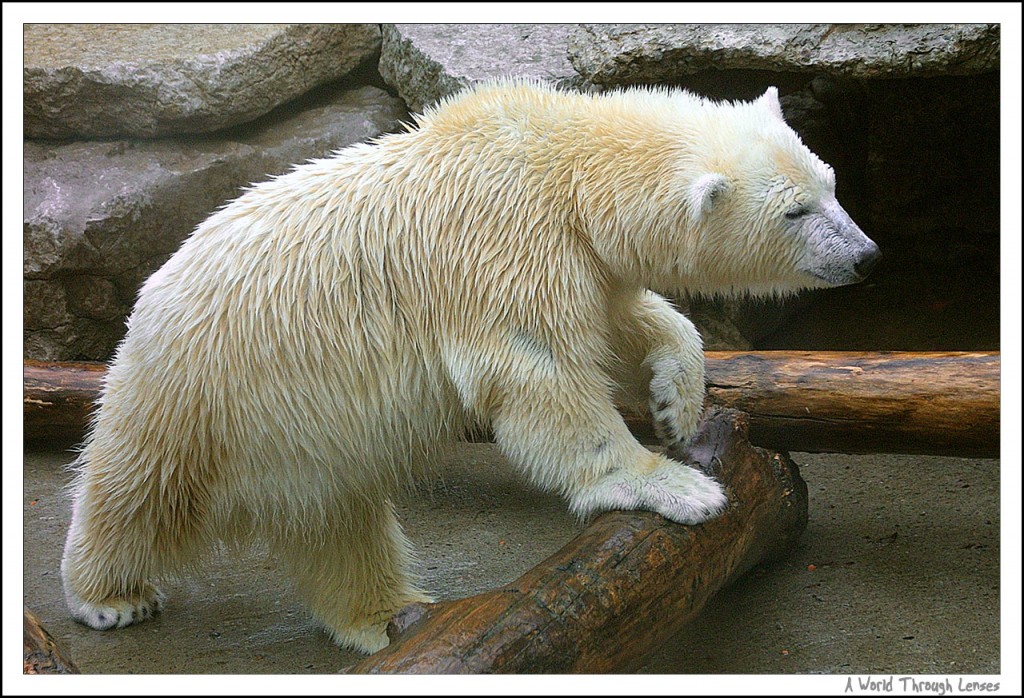 Polar bear cubs at the Toronto Zoo