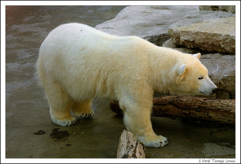 Polar bear cubs at the Toronto Zoo