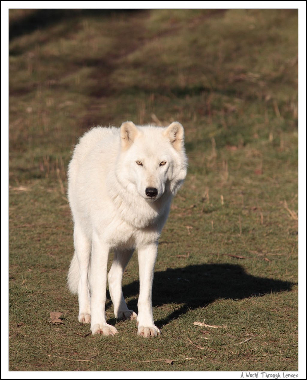 “White” animal in the zoo – Arctic Wolf « A World Through Lenses