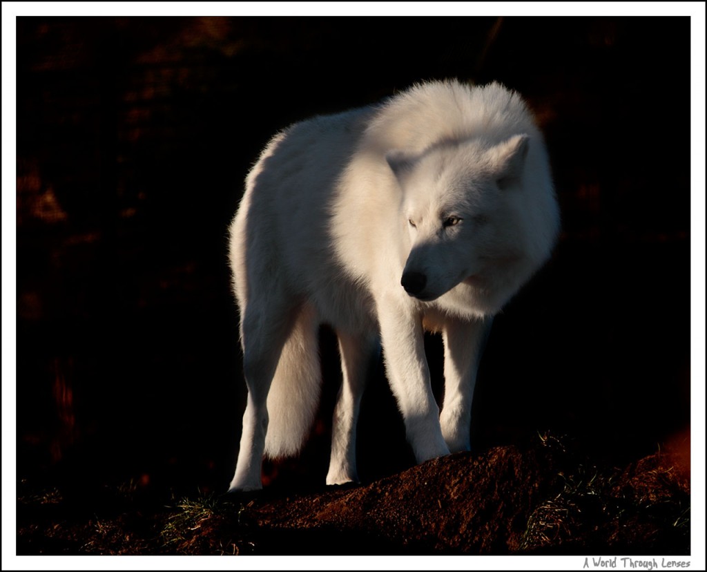 “White” animal in the zoo – Arctic Wolf - A World Through Lenses