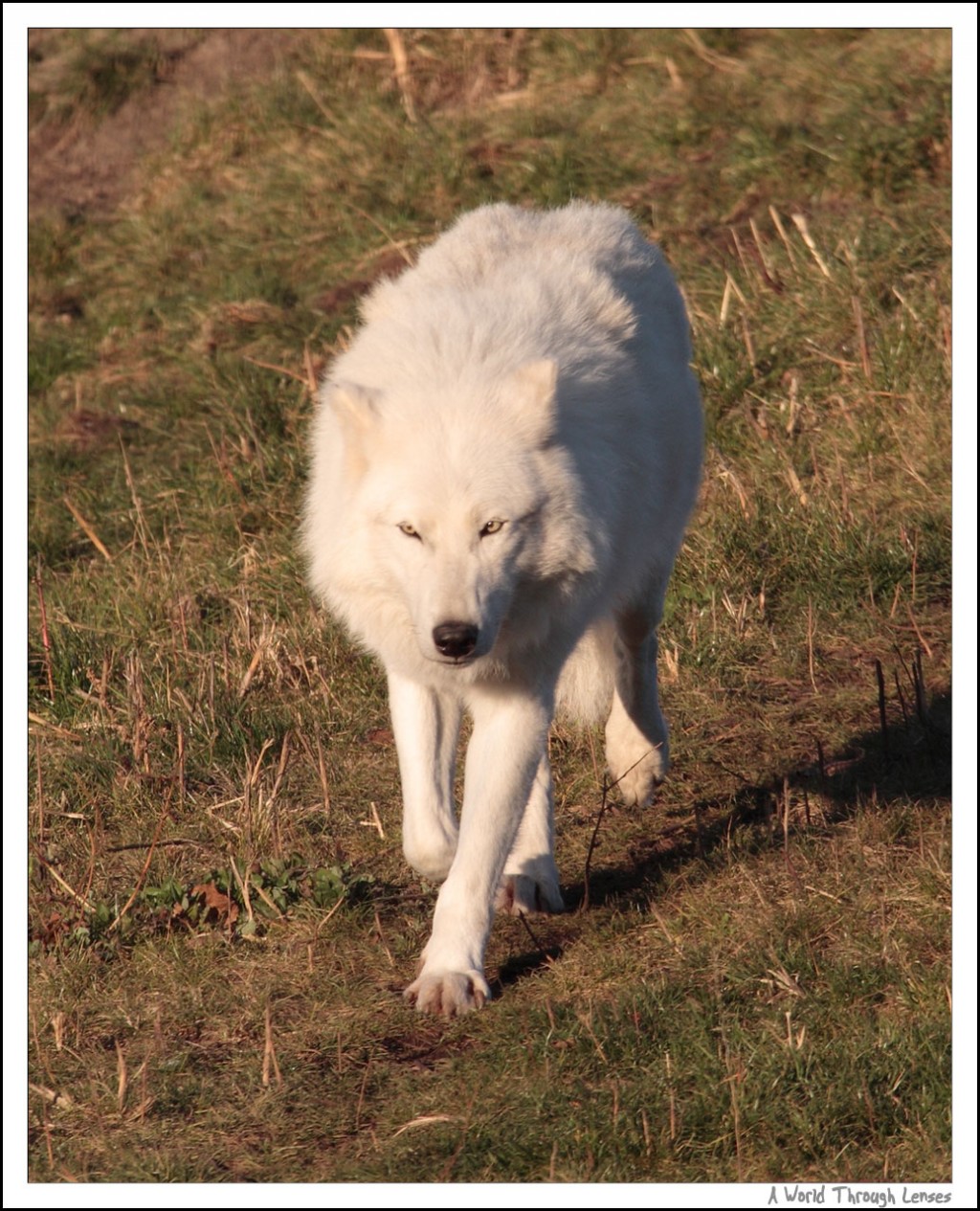 “White” animal in the zoo – Arctic Wolf - A World Through Lenses